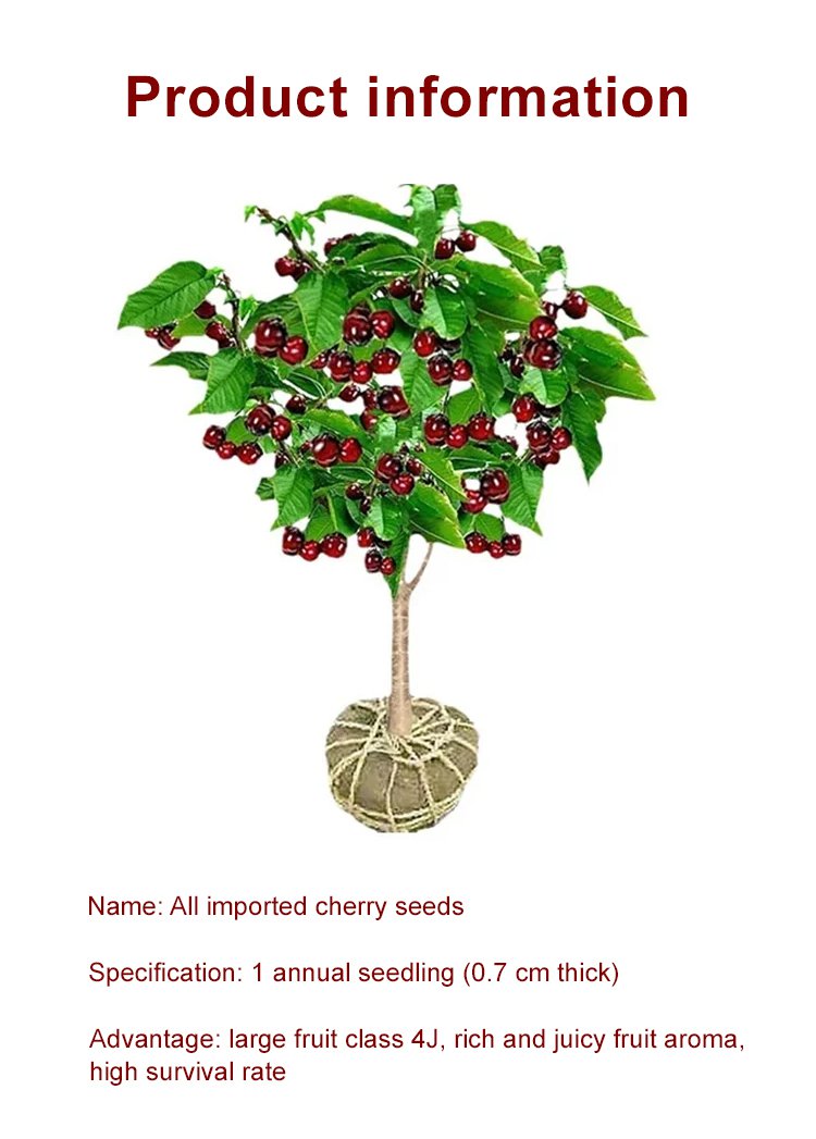 Fully Imported Chilean Chelsea Seeds-carylook